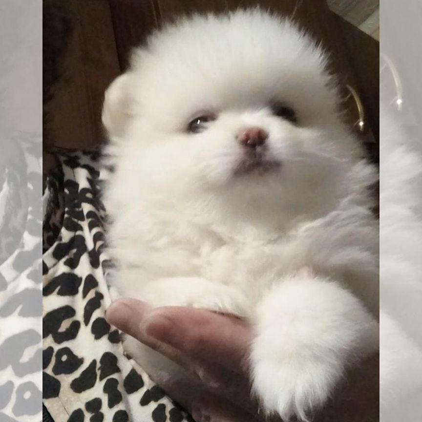 Померанский шпиц, щенок