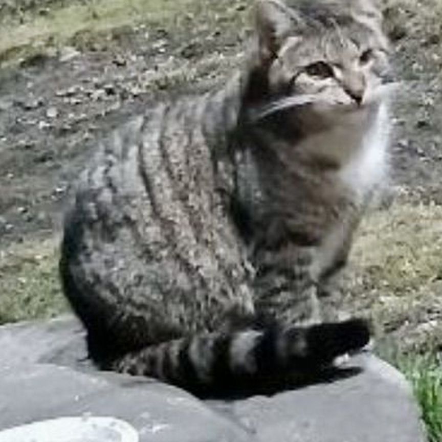 Взрослая, кошка в добрые руки