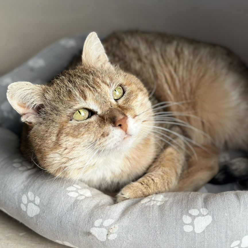 Бароша ищет дом