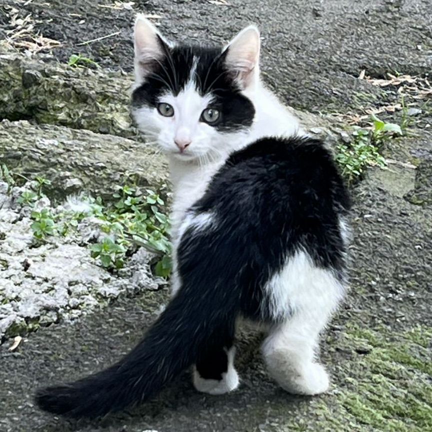 Котёнок в добрые руки