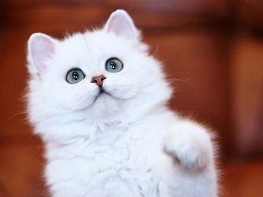 Пушистые котята серебристой шиншиллы