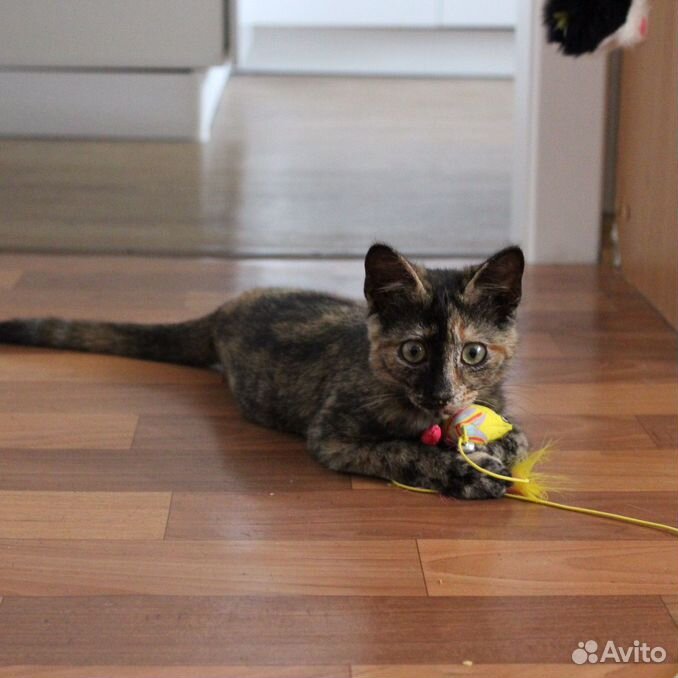 Котенок 3мес. в добрые руки (девочка)