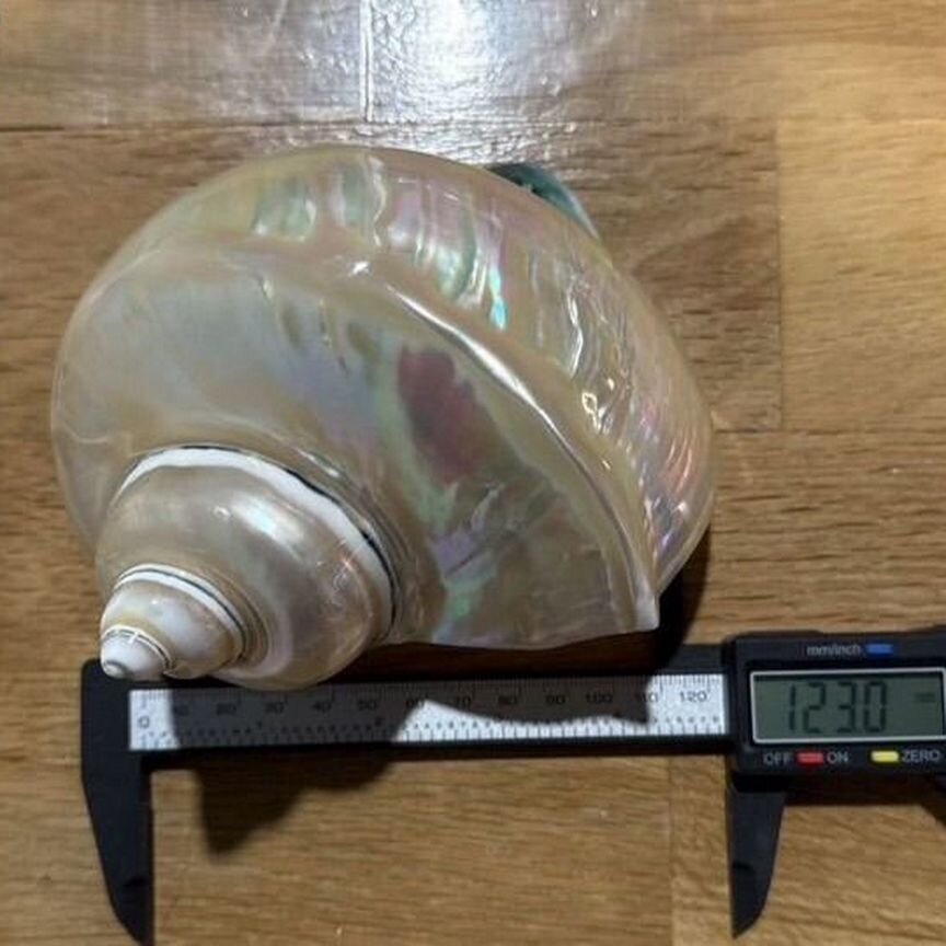 Марморатус перламутровая ракушка турбо