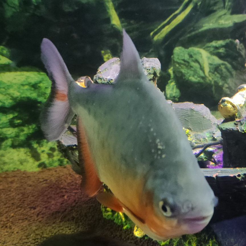 Пиранья паку, аквариумные рыбки