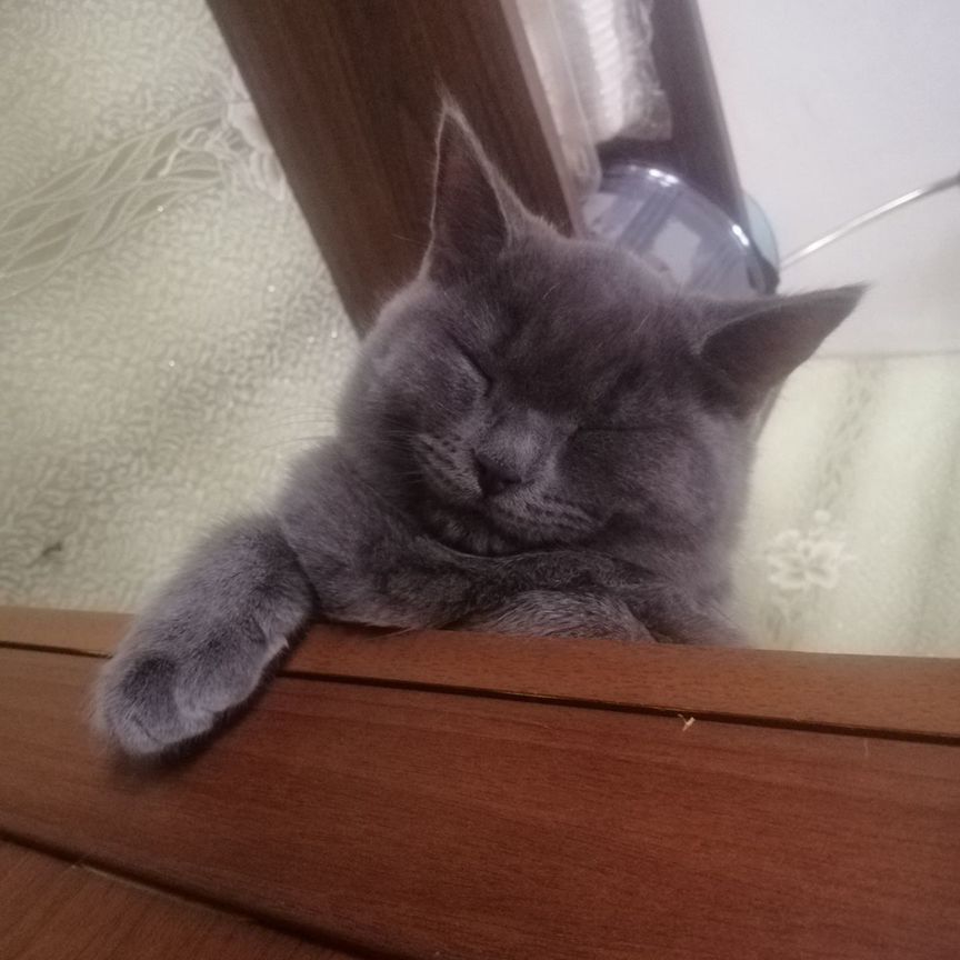 Котята полукровки