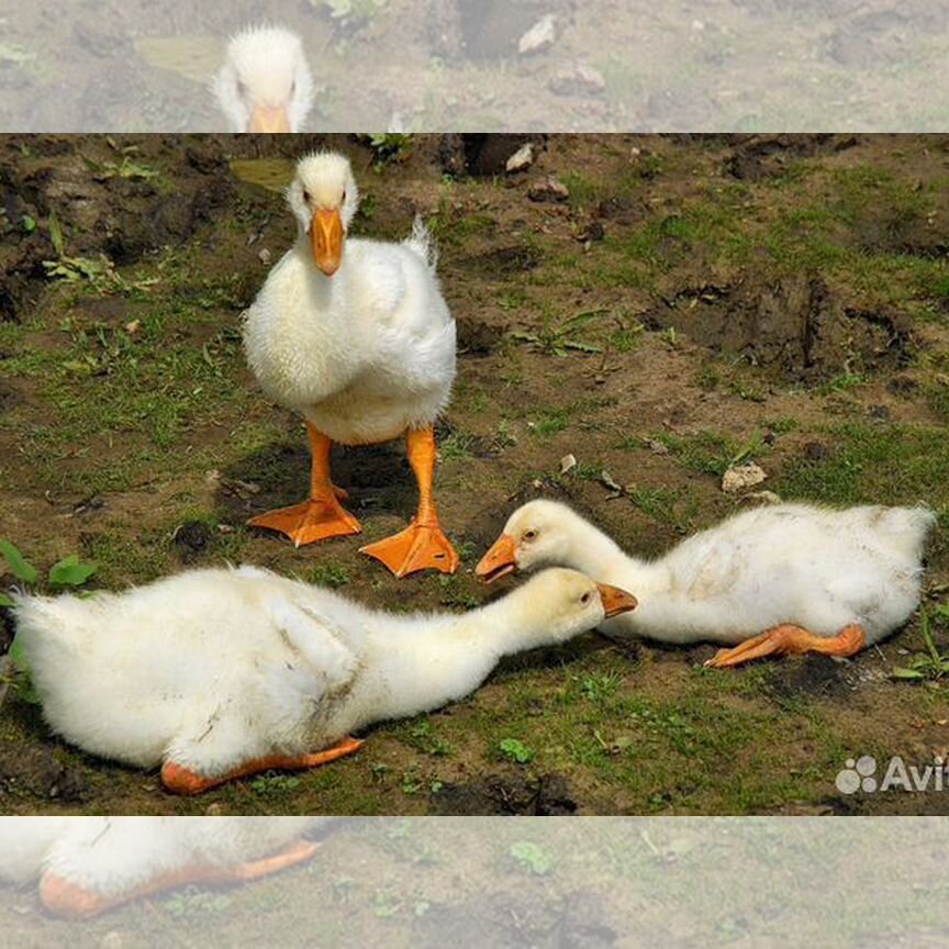 Гуси