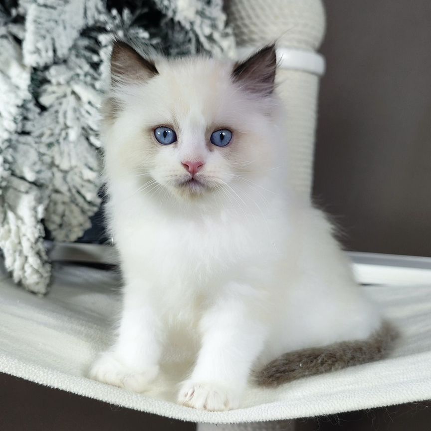 Рэгдолл котёнок