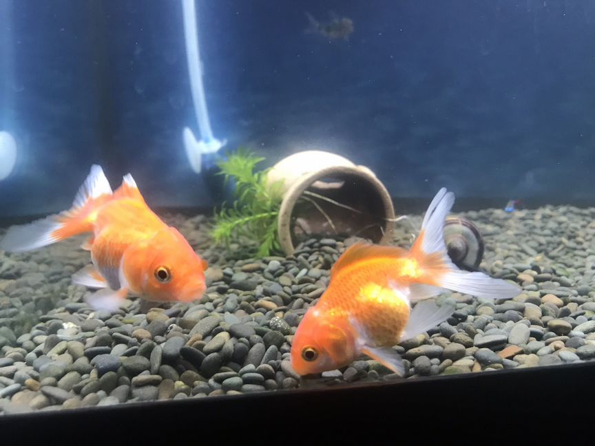 Рыбки золотые