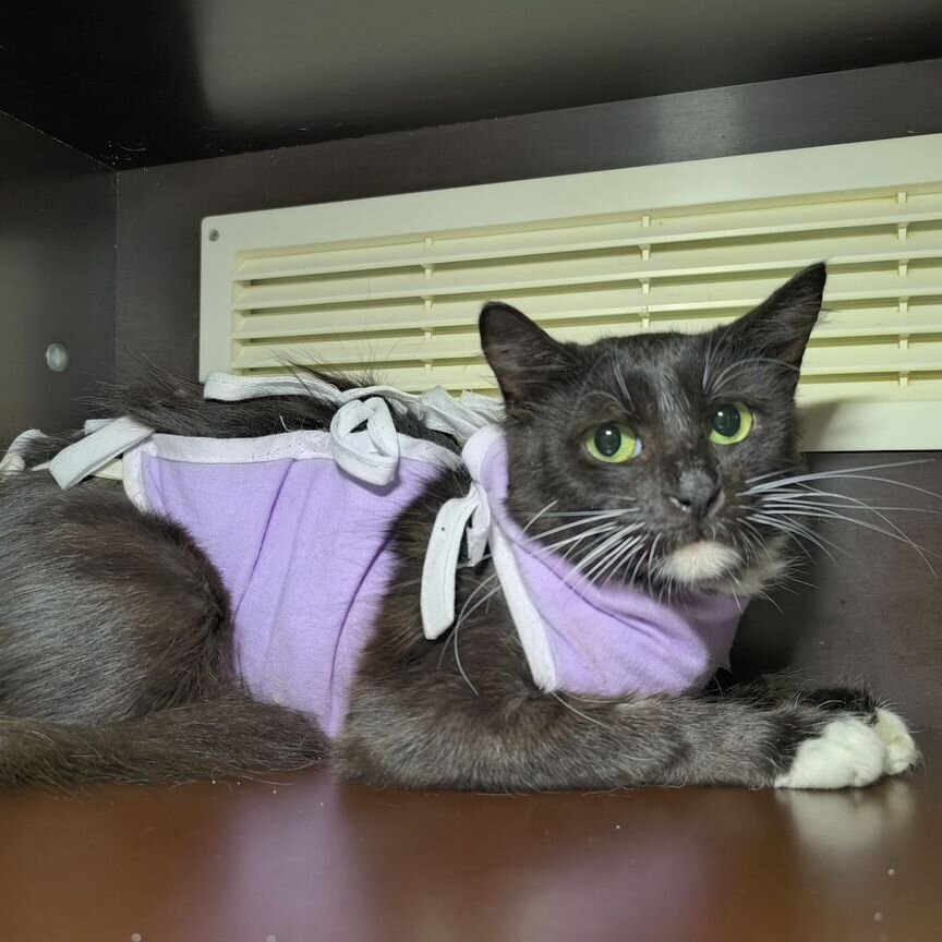 Кошечка Дуся