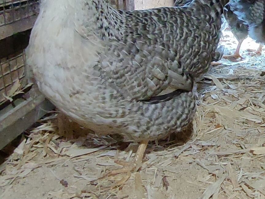 Билефельдер серебро