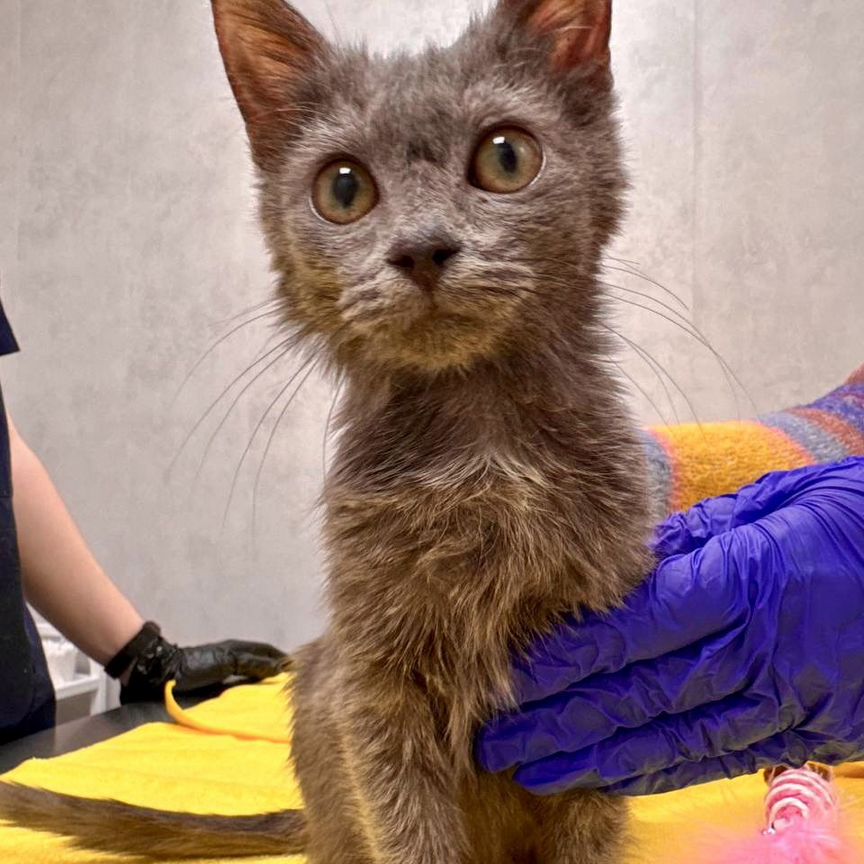 Котята в добрые руки типаж русская голубая