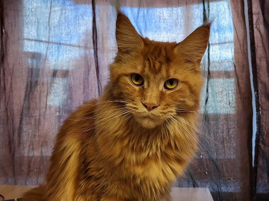 Взрослые мейн-куны