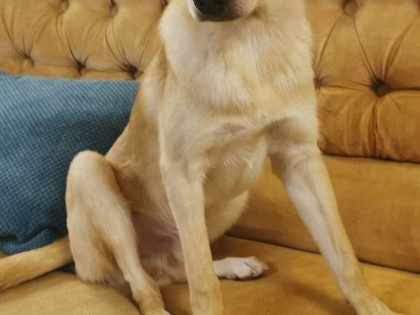 Собака щенок в добрые руки мальчик