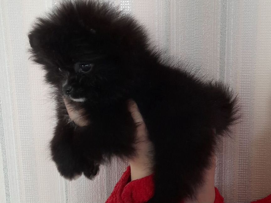 Детишки Шпицев