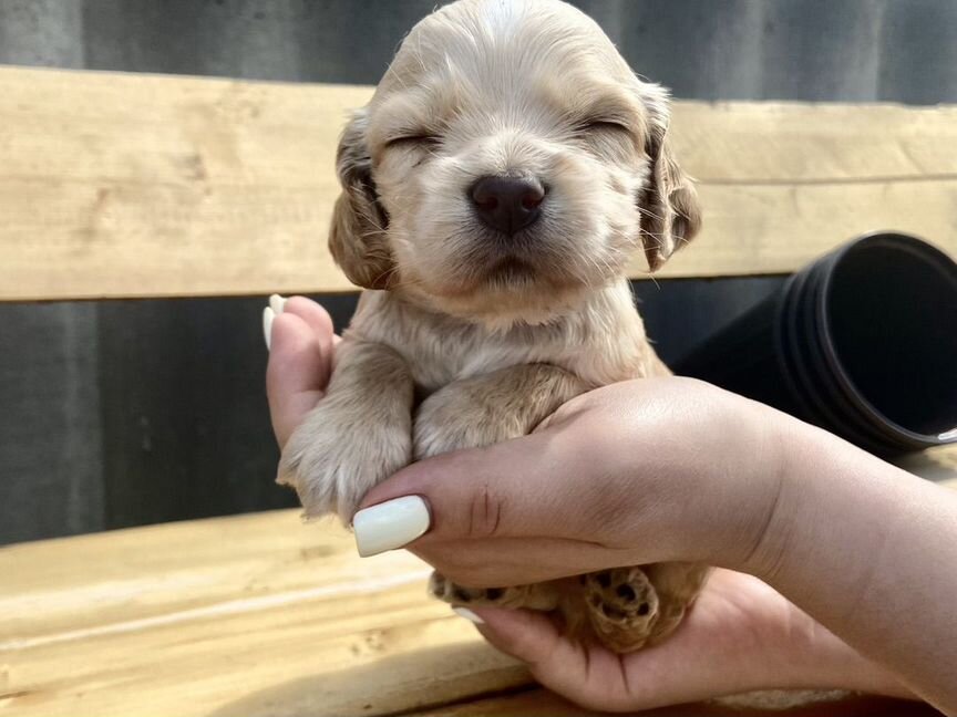 Щенки английского кокер спаниеля