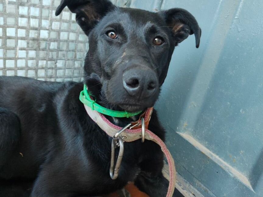 Собака ищет новый дом