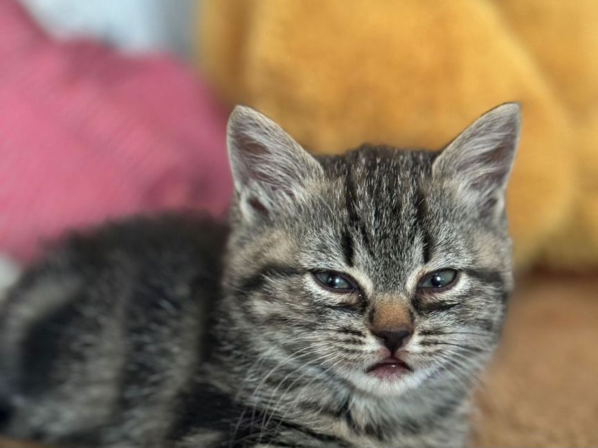 Кошки породистые