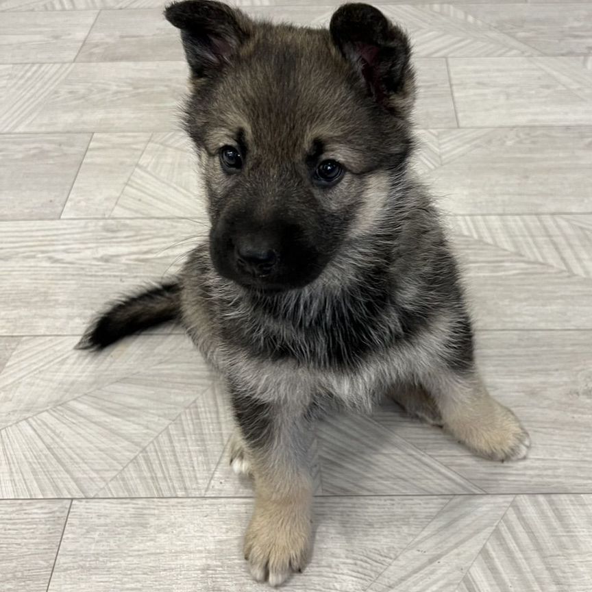 Немецкая овчарка, щенок