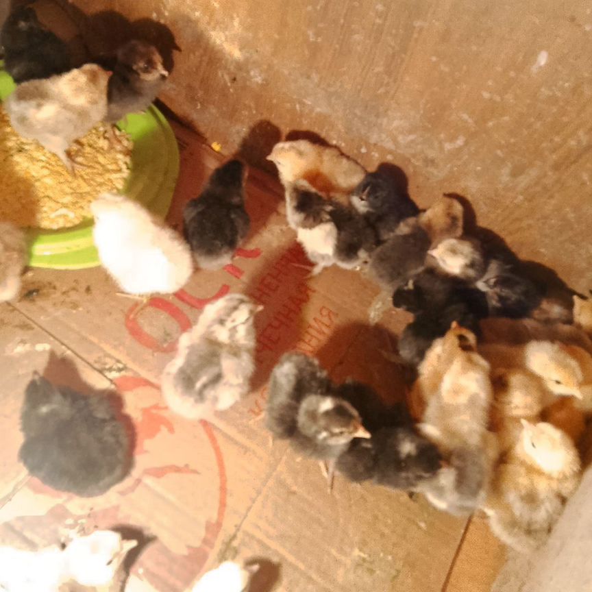 Цыплята несушки