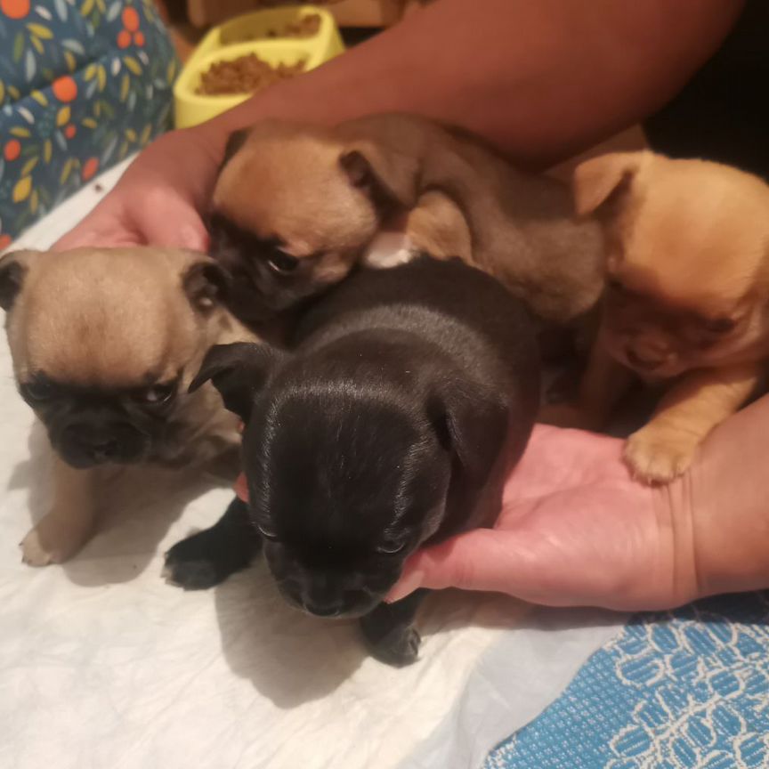 Чихуахуа, щенок