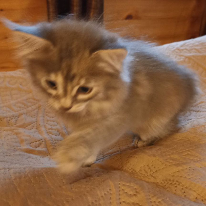 Кошки курильский бобтейл