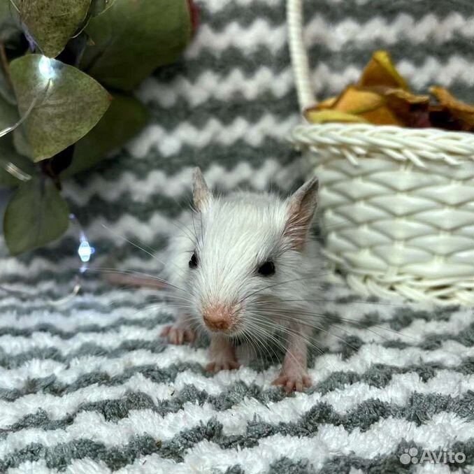 Дегу из питомника цветные