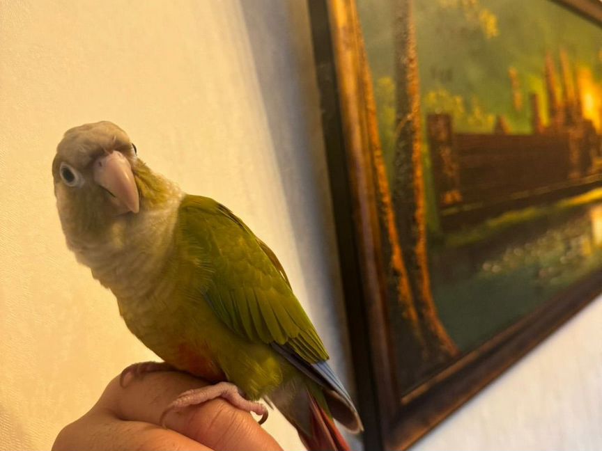 Пиррура.Ручной говорящий попугай