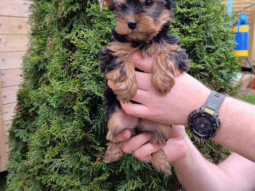 Йоркширский терьер щенки с документами