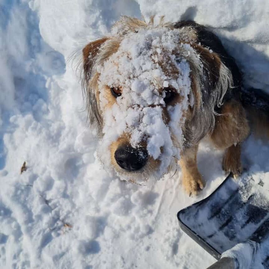 Молодой пес, мальчик. Около года