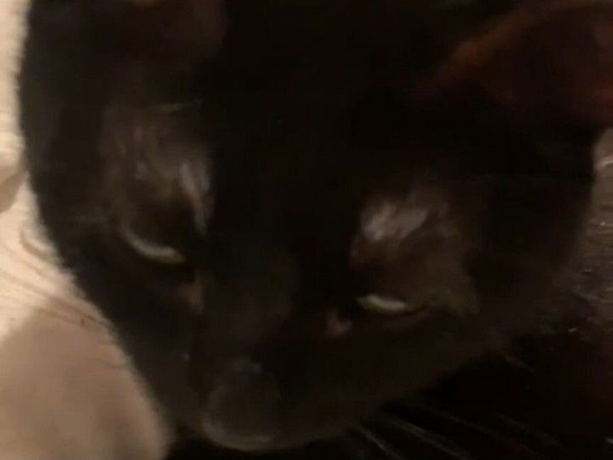 Кошка Ниночка