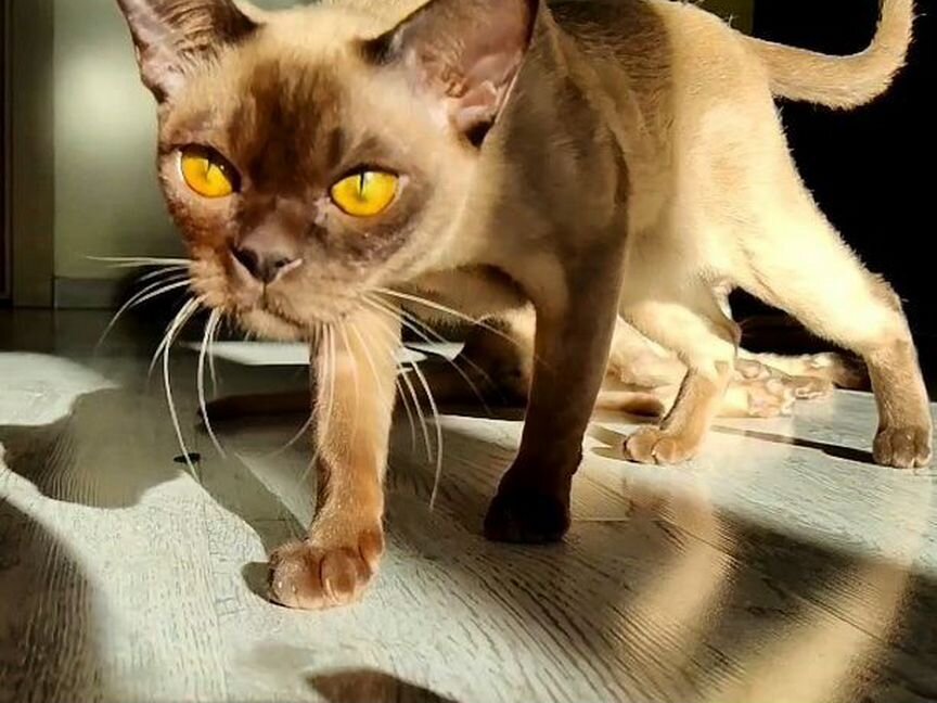 Бурманские котята