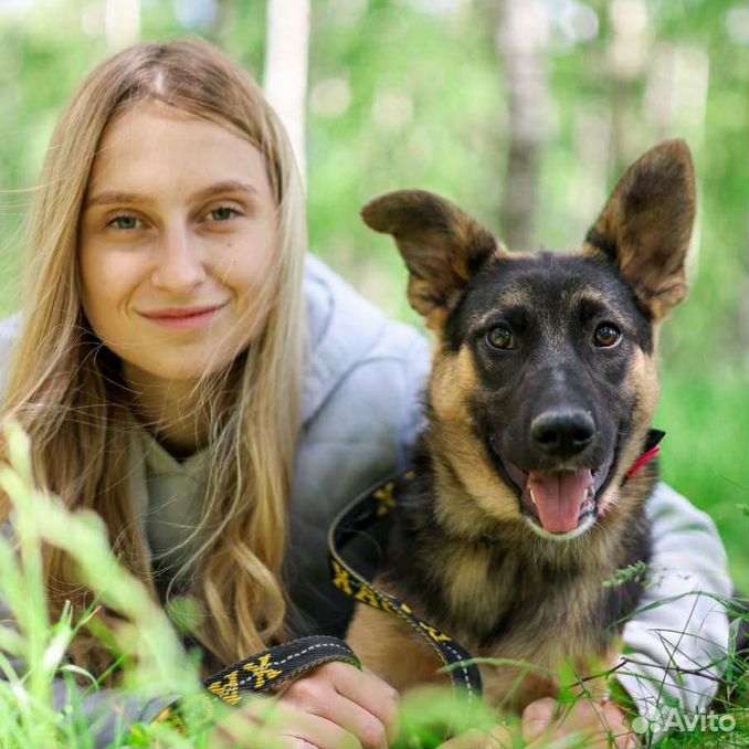 Метис овчарки, 4 мес