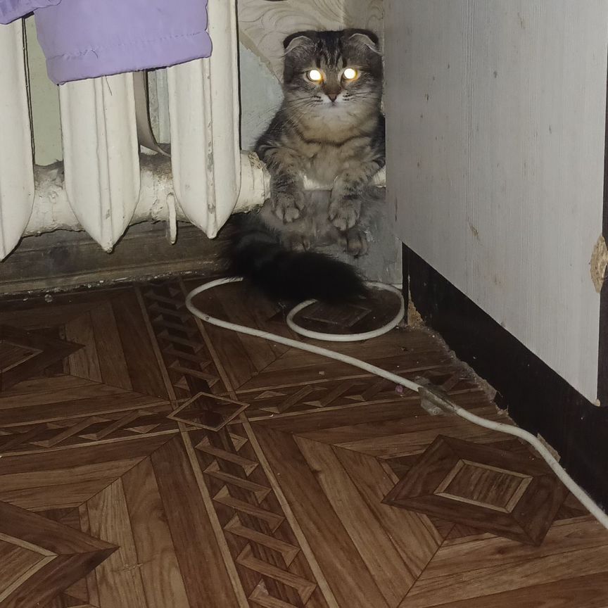 Шотландская