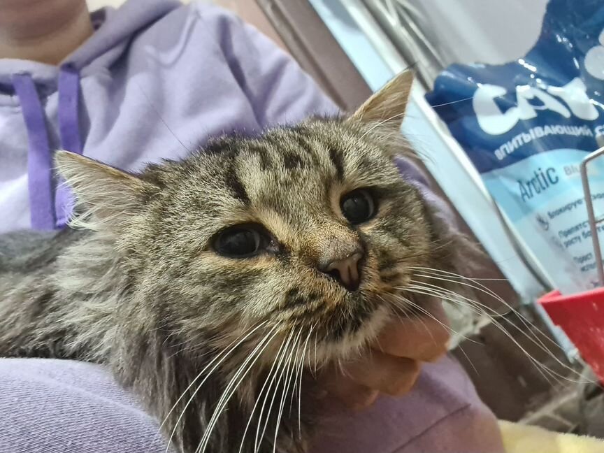 Кот Маэстро-Смурфик. Кастрирован