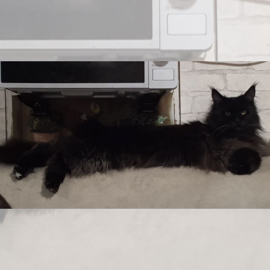 Мейн-кун, взрослая кошка