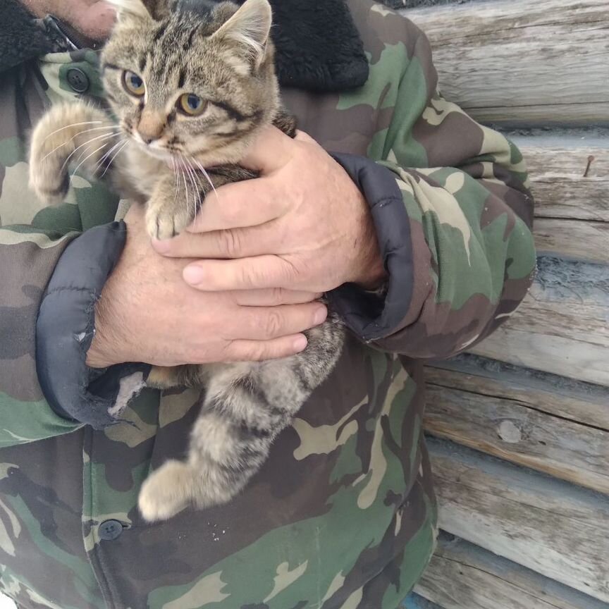 Кошка котята