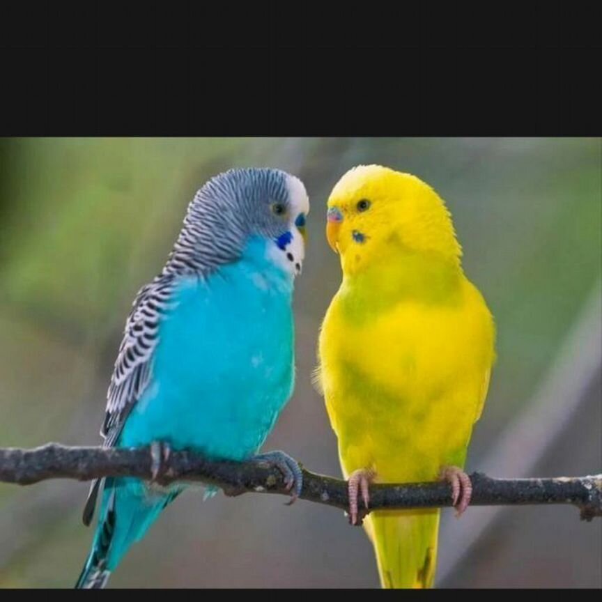 Волнистый попугай