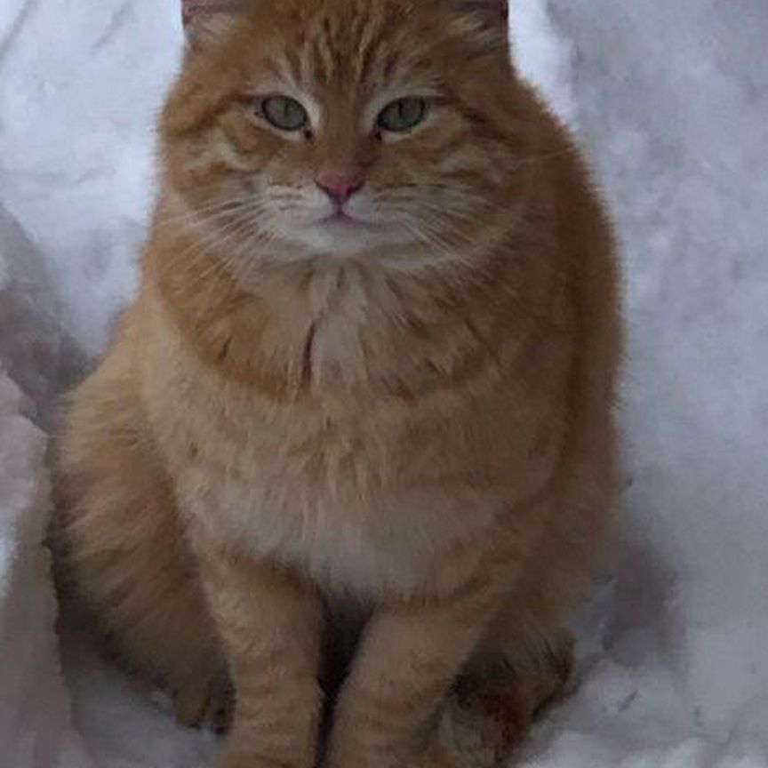Рыжее счастье