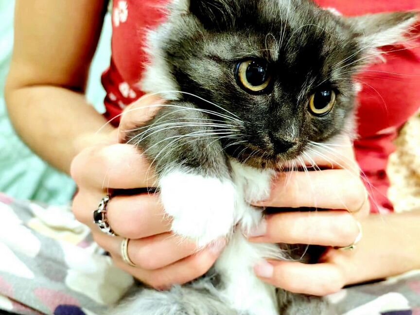 Котенок в дар бесплатно
