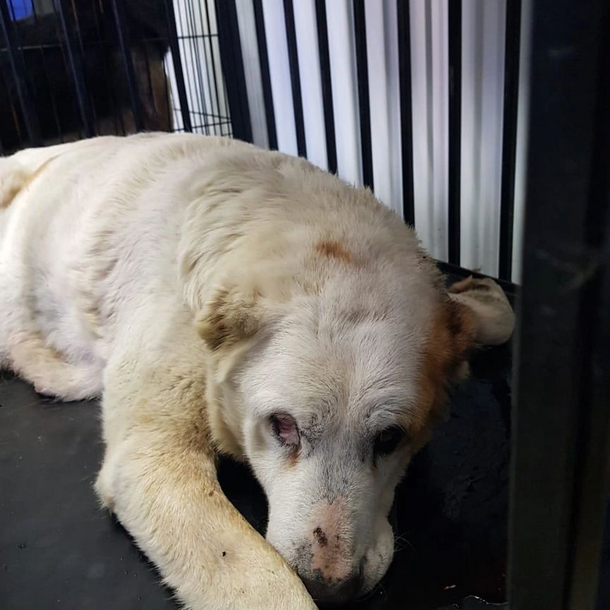 Чей алабай с Метелева Аргаяш