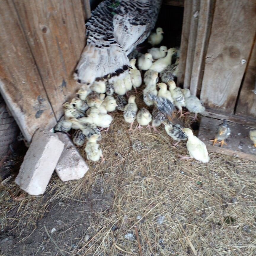 Индюшата 10 дней