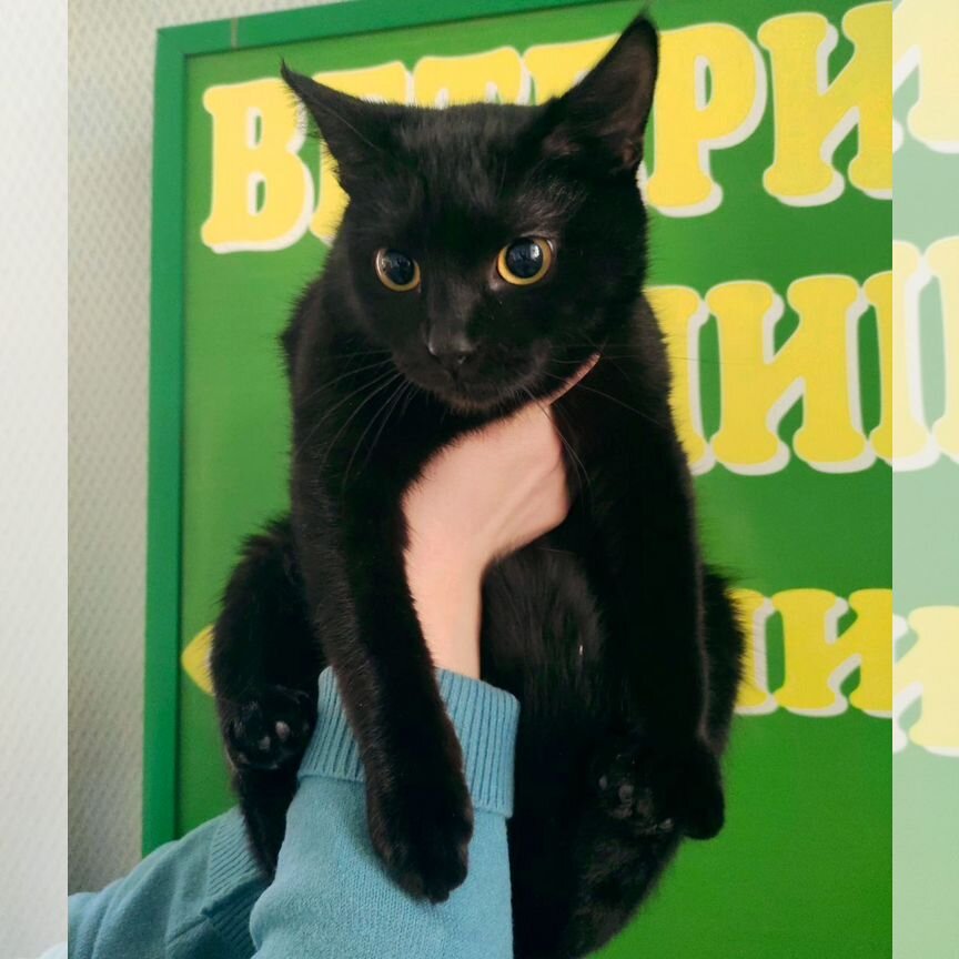 Оникс ищет дом