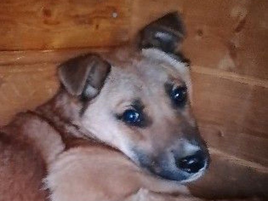 Мальчик 4,5 мес, доставка