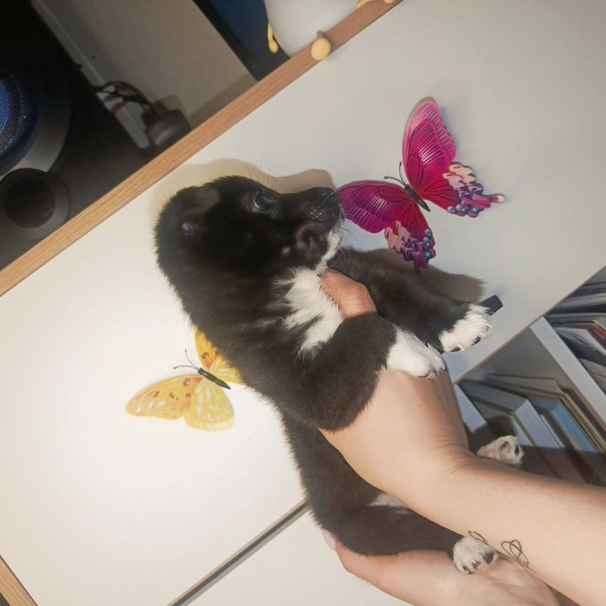 Щенок девочка в добрые руки