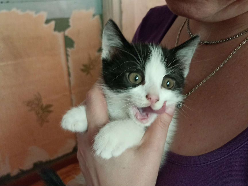 Британские котята в дар