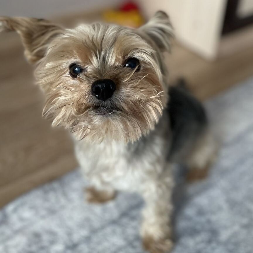 Йоркширский терьер, вязка