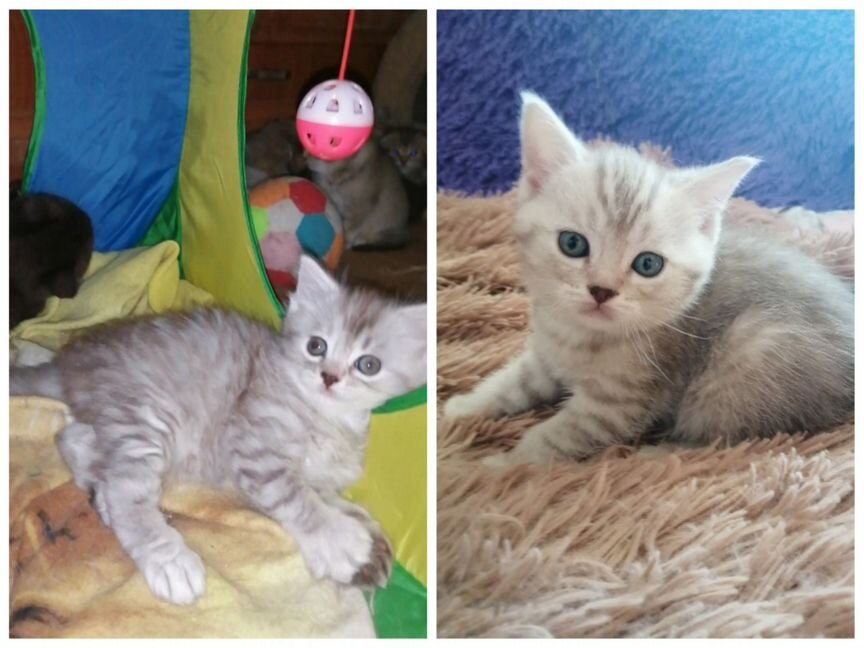 Шотландские котята табби