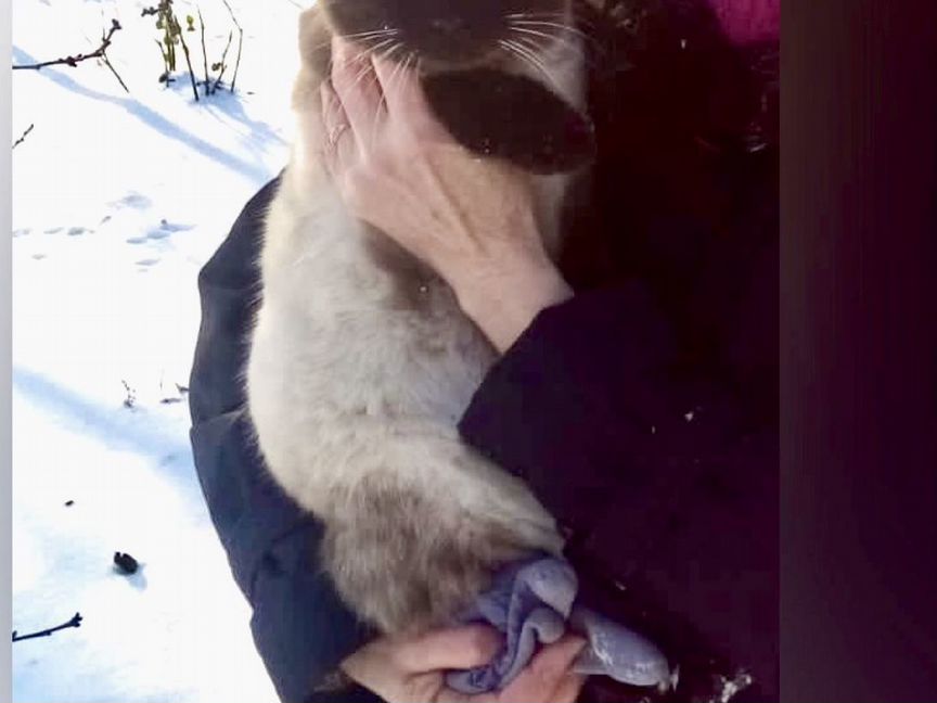 Тайского кота бросили на даче в мороз