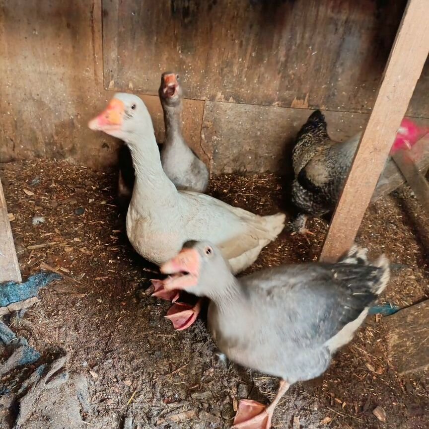 Птица домашняя