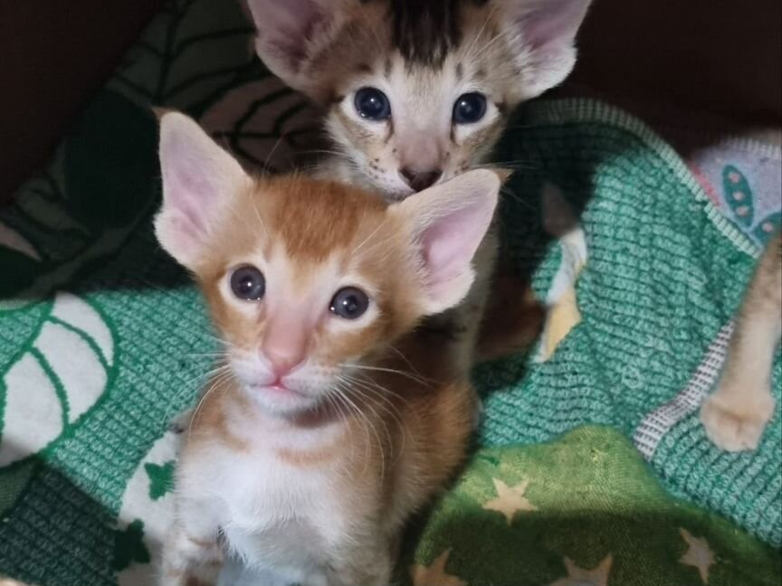 Ориентальные котята